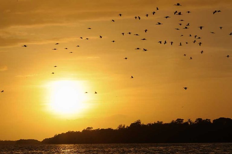 Flamingo Everglades: Top Activities for an Unforgettable Summer ...